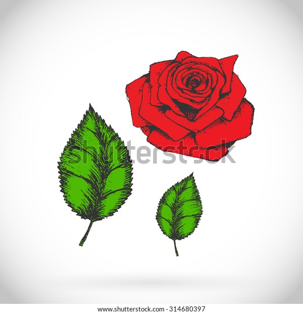 Vector Rose Leaf Set On Transparent Stock Vector (Royalty Free ...