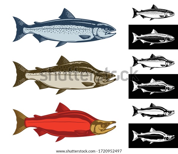Vector Salmon Fish Icons Collection Isolated Stock Vector (Royalty Free ...
