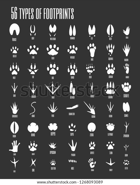 Vector Set Animal Avian Reptile Footprintsvector Stock Vector (Royalty ...