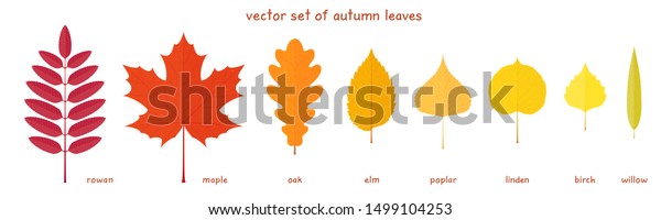 Vector Set Autumn Leaves Fine Elements Stock Vector (Royalty Free ...