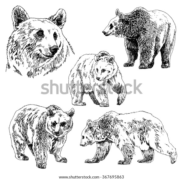 Vector Set Bears Sketch Hand Drawing Stock Vector (Royalty Free ...