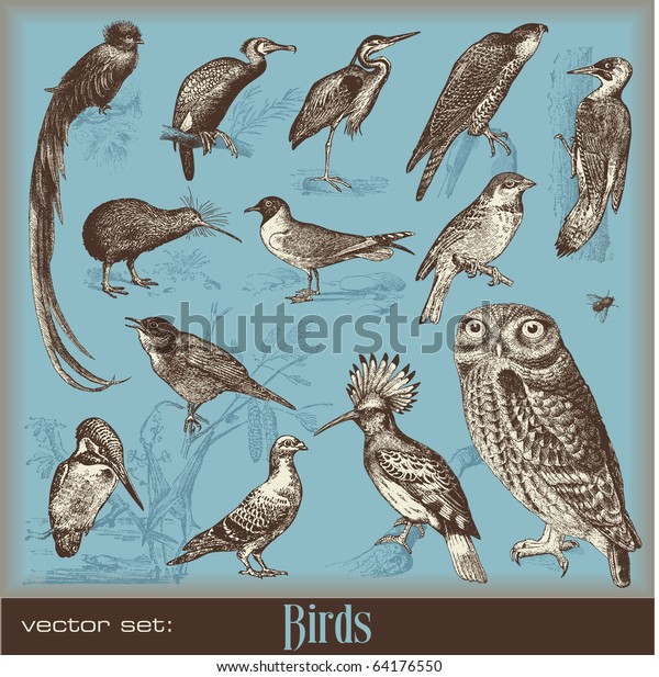 Vector Set Birds Variety Vintage Bird: vetor stock (livre de direitos ...