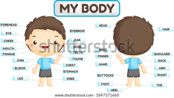 Vector Set Boy Body Parts Detailed Stock Vector (Royalty Free) 1847371660