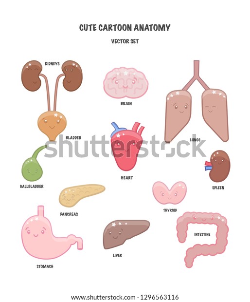 Vector Set Cute Human Internal Organs Stock Vector (Royalty Free ...