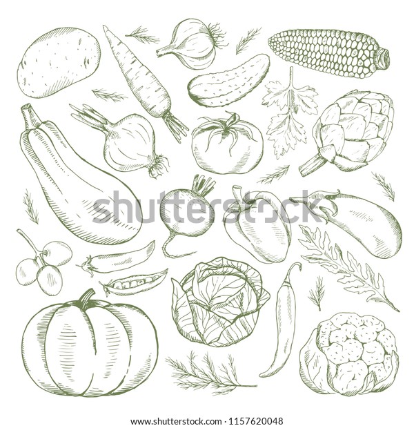 Vector Set Fruits Vegetables Hand Drawing Stock Vector (Royalty Free ...