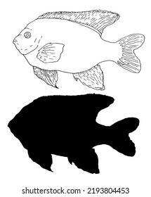 Vector Set Garibaldi Fish Black Outline Stock Vector (Royalty Free ...