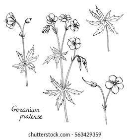 3,782 Geranium drawing Images, Stock Photos & Vectors | Shutterstock