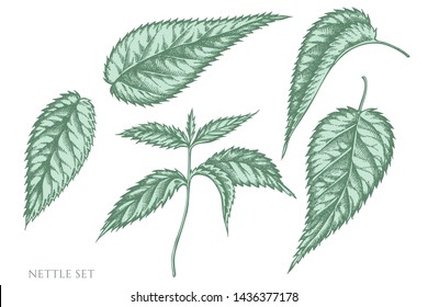 Vector Set Hand Drawn Pastel Nettle Stock Vector (Royalty Free ...