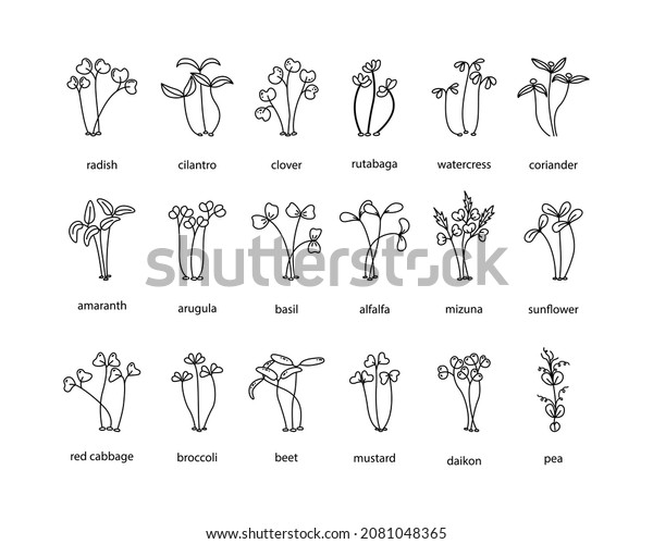 Vector Set Microgreens Illustrations Healthy Young Stock Vector ...