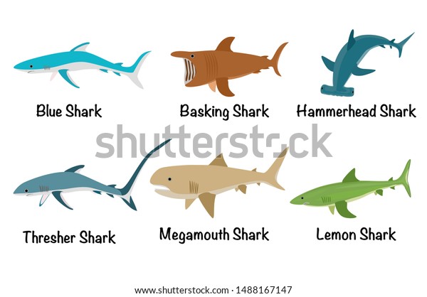 Vector Set Shark Species Cartoon Style Stock Vector (Royalty Free ...