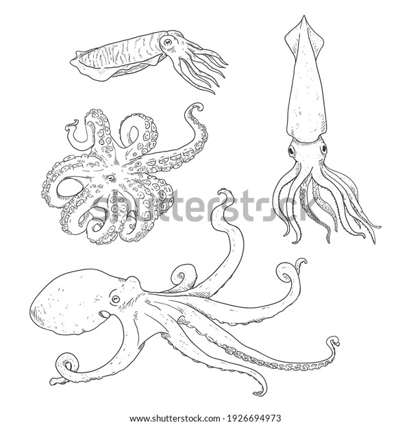 Vector Set Sketch Cephalopod Illustrations Octopus Stock Vector ...