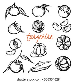 Sketch Mandarin Lines Hand Drawn Tangerine: vector de stock (libre de ...