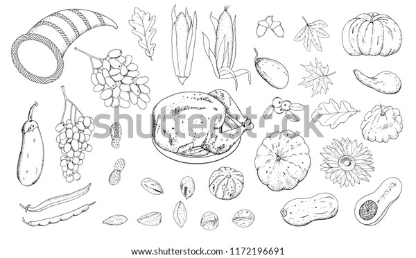 Vector Set Thanksgiving Day Handdrawn Outline Stock Vector (Royalty ...