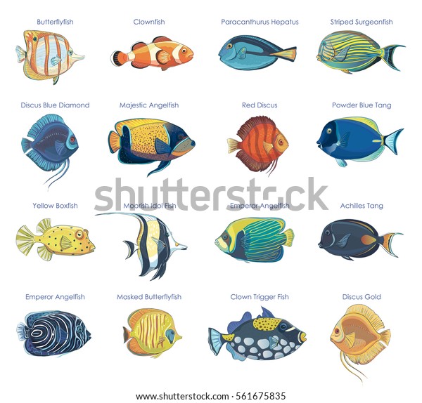 Vector Set Tropical Fish Isolated Pictures Stock Vector (Royalty Free ...