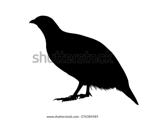 Vector Silhouette Standing Partridge Bird Stock Vector (Royalty Free ...