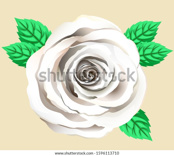 Vector Single White Rose Flower Rose Stock Vector (Royalty Free ...