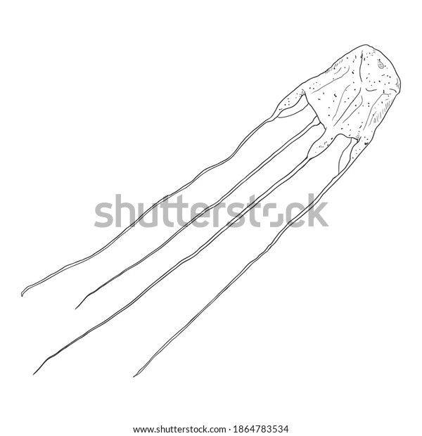 462 Box Jellyfish Stock Vectors, Images & Vector Art | Shutterstock