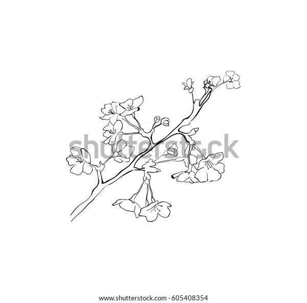 Vector Sketch Cherry Blossom Outline Sakura Stock Vector (Royalty Free ...