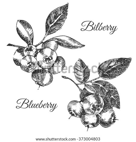 Vector Sketch Drawing Bilberry Blueberry Vintage Stock Vector (Royalty ...