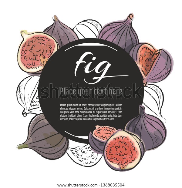 Vector Sketch Fig Banner On White Stock Vector (Royalty Free ...