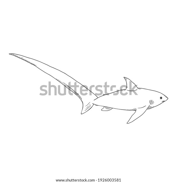 Vector Sketch Fox Shark Common Thresher Stock Vector (Royalty Free ...