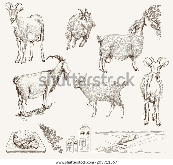 Vector Sketch Goat Made By Hand Stock Vector (Royalty Free) 203911567