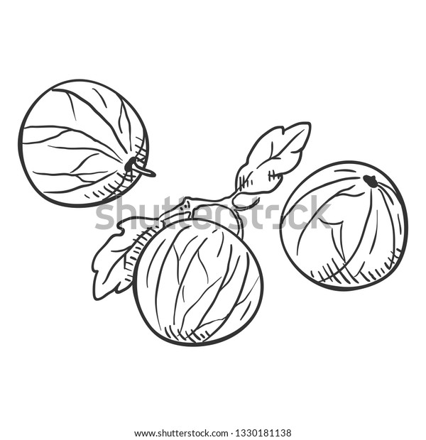 Vector Sketch Gooseberry Illustration Stock Vector (Royalty Free ...