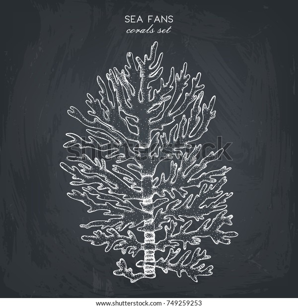 Vector Sketch Hand Drawn Fans Coral Stock Vector (Royalty Free ...