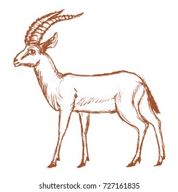 Vector Sketch Hand Drawn Illustration Antelope Stock Vector (Royalty ...