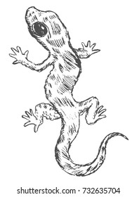 Vector Sketch Hand Drawn Illustration Gecko Stock Vector (Royalty Free ...