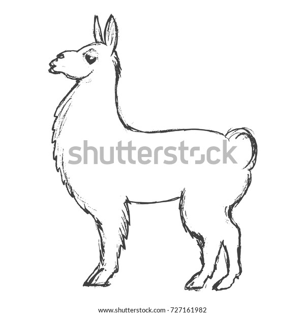 Vector Sketch Hand Drawn Illustration Lama Stock Vector (Royalty Free ...