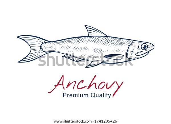 Vector Sketch Illustration Fresh Anchovy Sea: Vector có sẵn (miễn phí ...