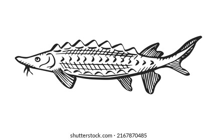 Vector Sketch Illustration Sea Fish Outline Stock Vector (Royalty Free ...