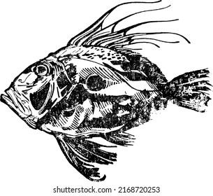 Vector Sketch John Dory Fish Stock Vector (Royalty Free) 2168720253 ...