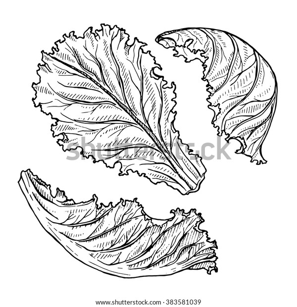 Vector Sketch Lettuce Isolated On White Stock Vector (Royalty Free ...