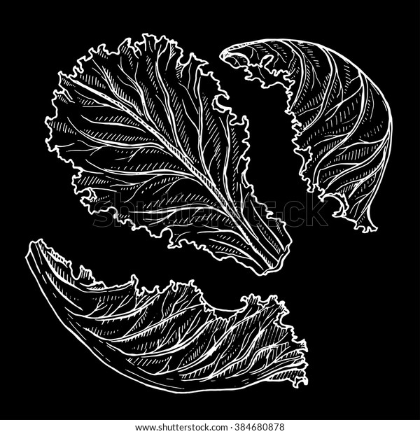 Vector Sketch Lettuce Isolated On Black Stock Vector (Royalty Free ...