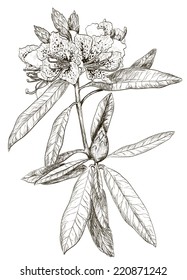 Vector Sketch Oleander Flower: vector de stock (libre de regalías ...