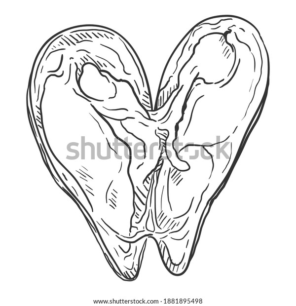 Vector Sketch Open Mussel Illustration Stock Vector (Royalty Free ...