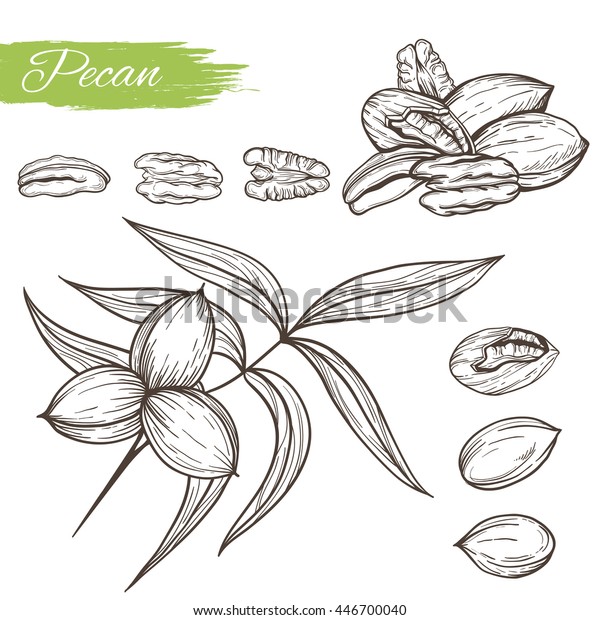 Vector Sketch Pecan Plant Isolated On Stock Vector (Royalty Free) 446700040