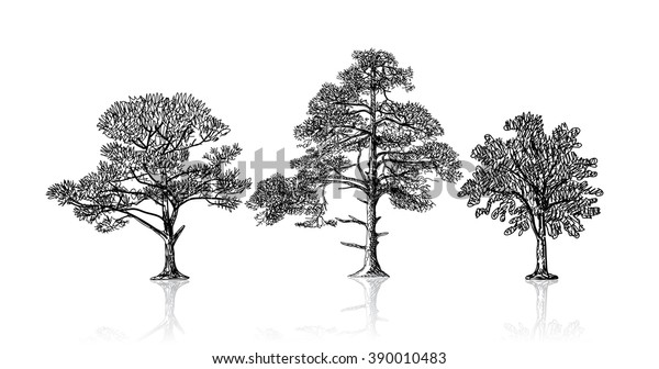Vector Sketch Three Trees On White Stock Vector (Royalty Free ...