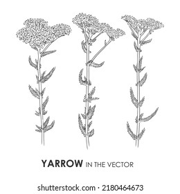335 Yarrow line drawing Images, Stock Photos & Vectors | Shutterstock