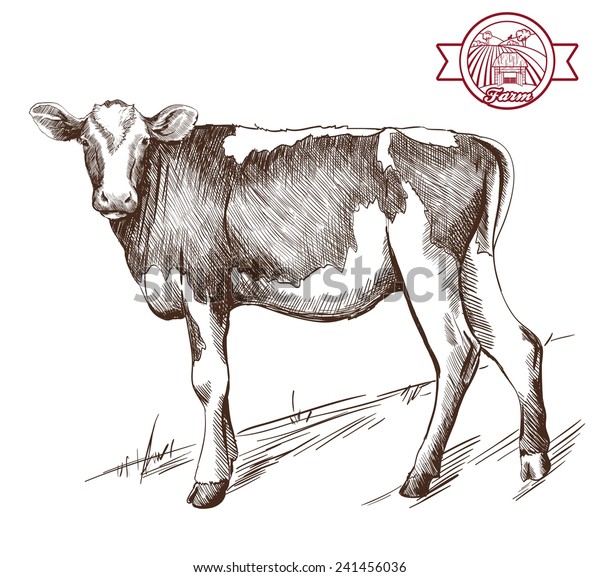 Vector Sketch Young Heifer Grazing Grazing Stock Vector (Royalty Free ...