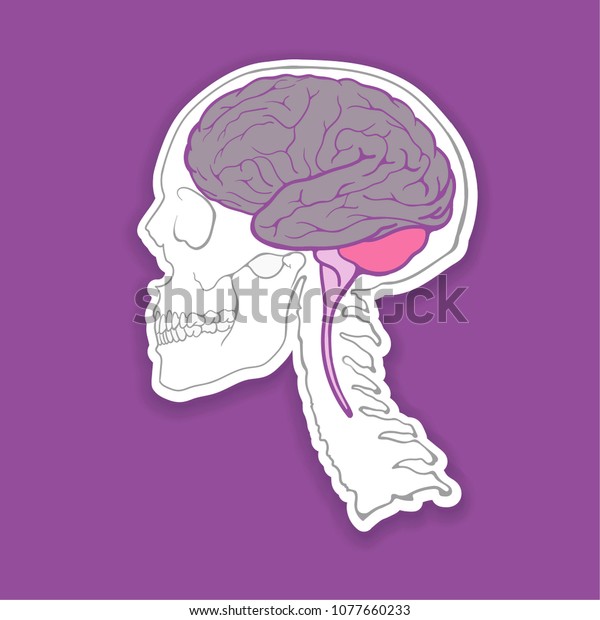 Vector Skull Brain Infographic Style Stock Vector (Royalty Free ...