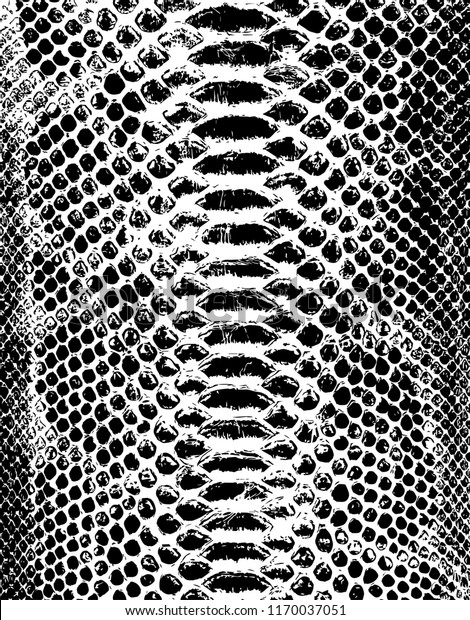 Vector Snake Skin Background Stock Vector (Royalty Free) 1170037051