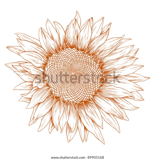 Vector Sunflower Vintage Engraving Style Stock Vector (Royalty Free ...