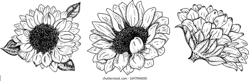 665 Sunflower Etched Images, Stock Photos & Vectors | Shutterstock