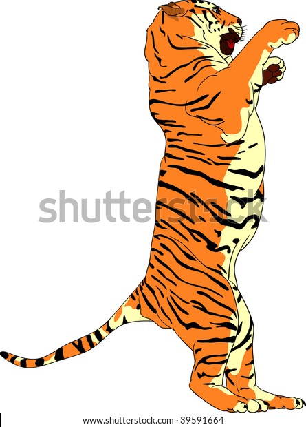Vector Tiger Standing On Hind Legs Stock Vector (Royalty Free) 39591664
