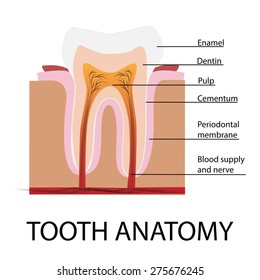 Tooth Cross Section Showing Teeth Anatomy Stock Vector (Royalty Free ...