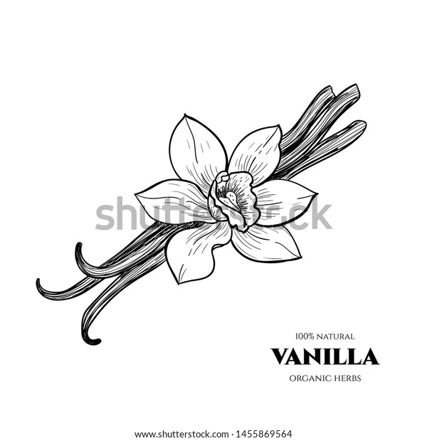 Vector Vanilla Hand Drawn Sketch Vintage Stock Vector (Royalty Free ...