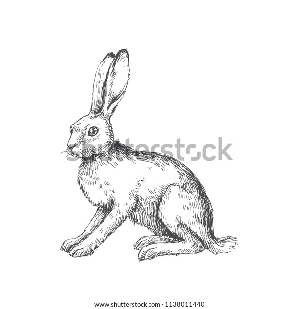 Vector Vintage Illustration Sitting Hare Isolated Stock Vector (Royalty ...